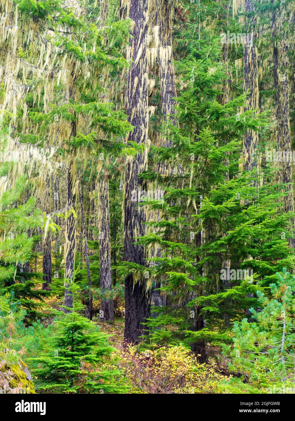 USA, Washington State. Heavy moss covering the tree trunks with moss ...