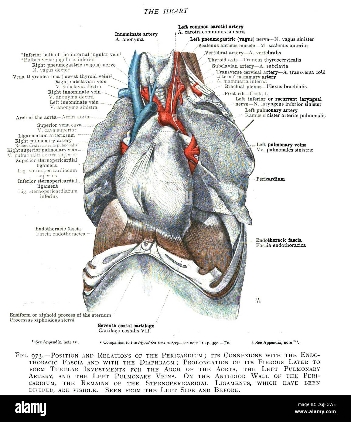 19th-century vintage anatomy textbook page explaining the structure of ...