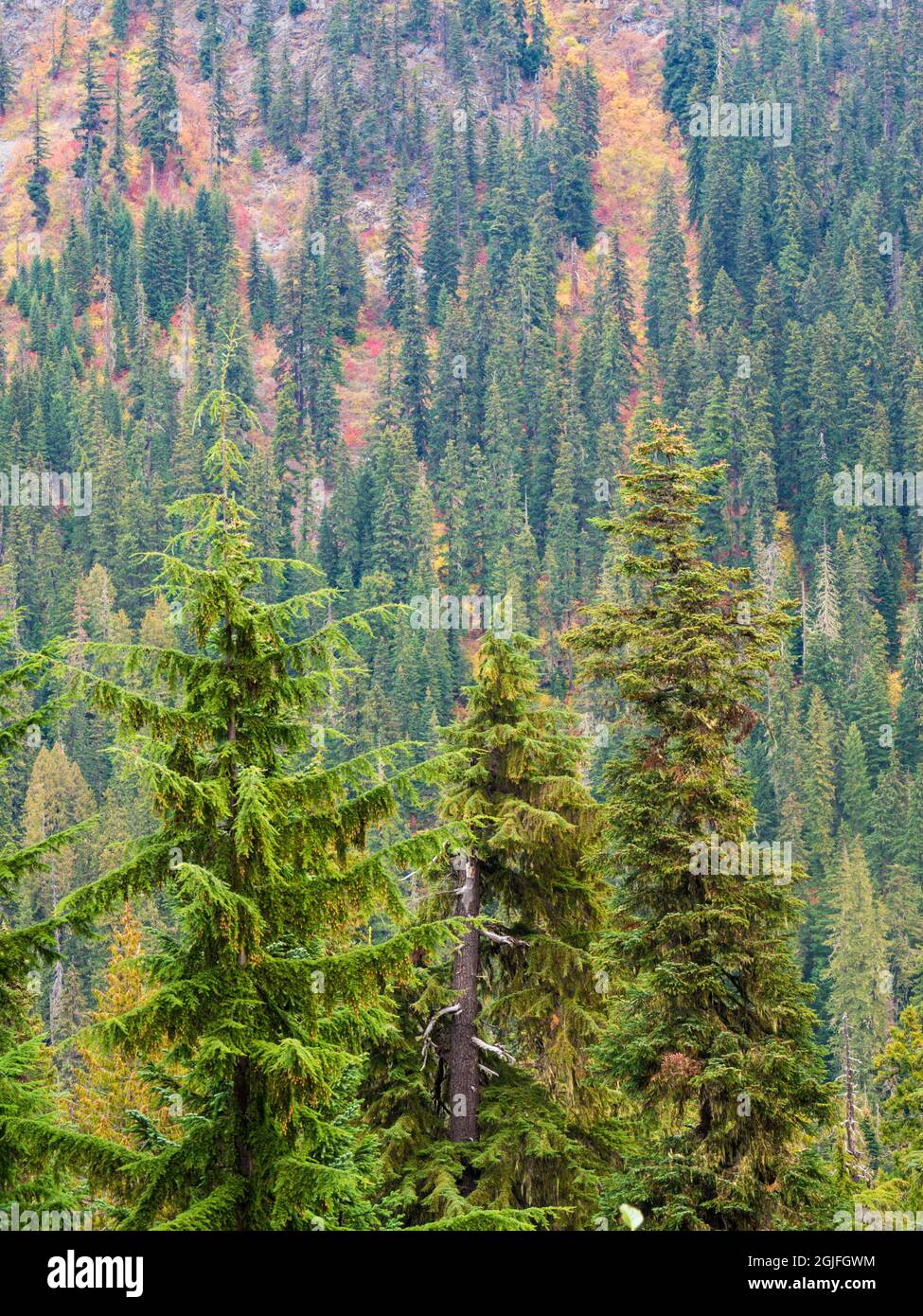 Yellow red color hi-res stock photography and images - Alamy