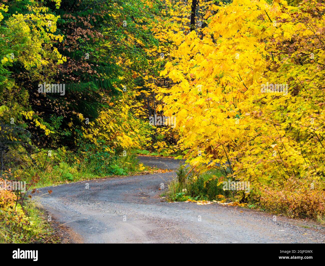 USA, Washington State. Gravel Backroad through Autumn color Stock Photo ...