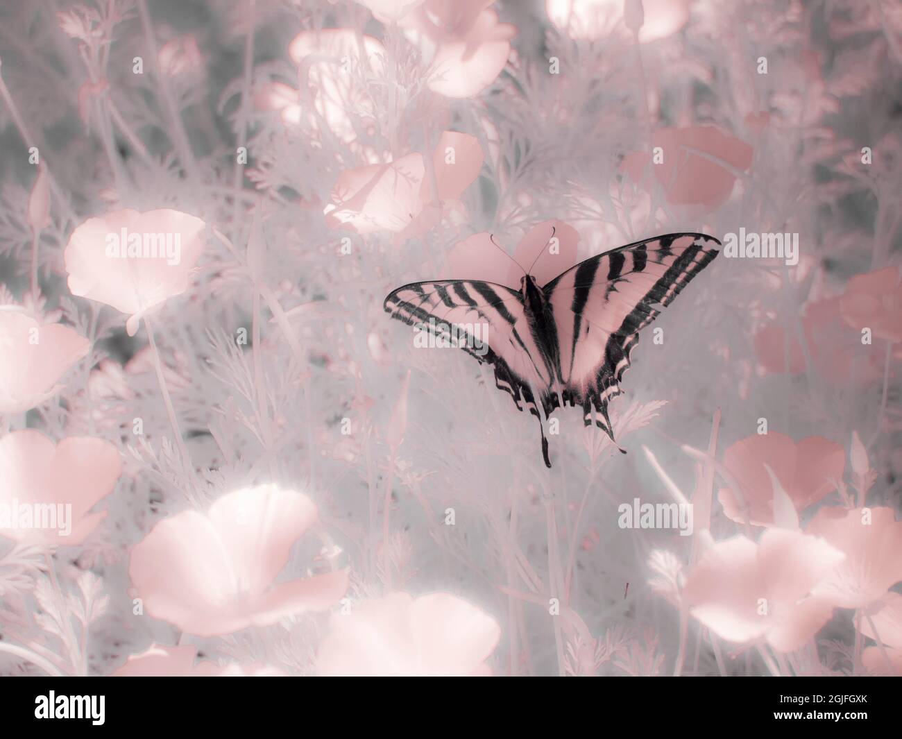 Washington state butterfly hi-res stock photography and images - Alamy