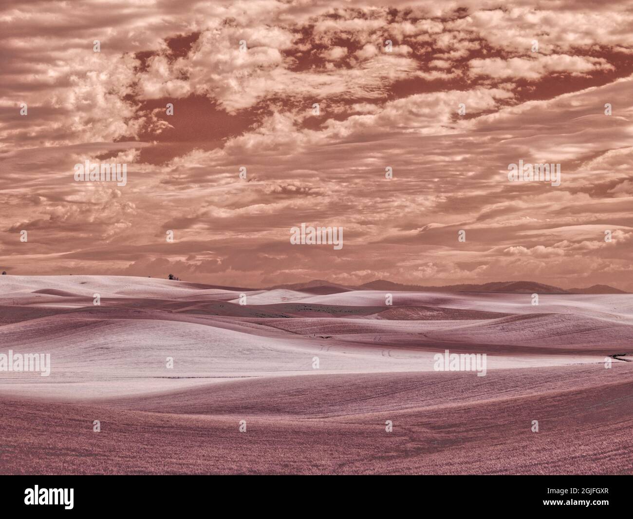 USA, Washington State. Infrared image of rolling wheat fields with ...