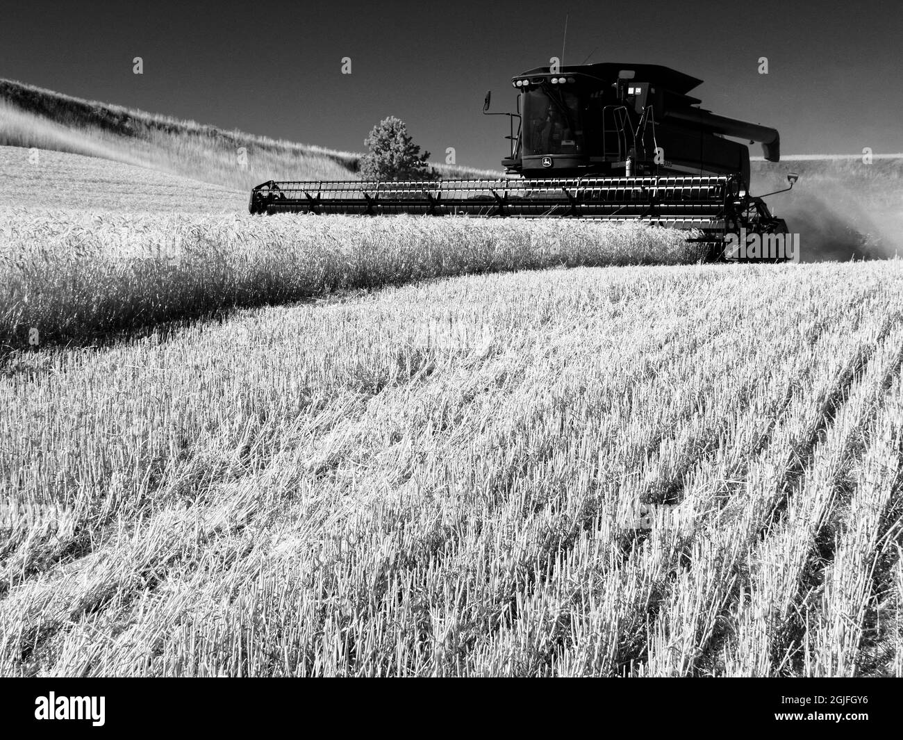 Combine harvesting wheat crop Stock Photo - Alamy