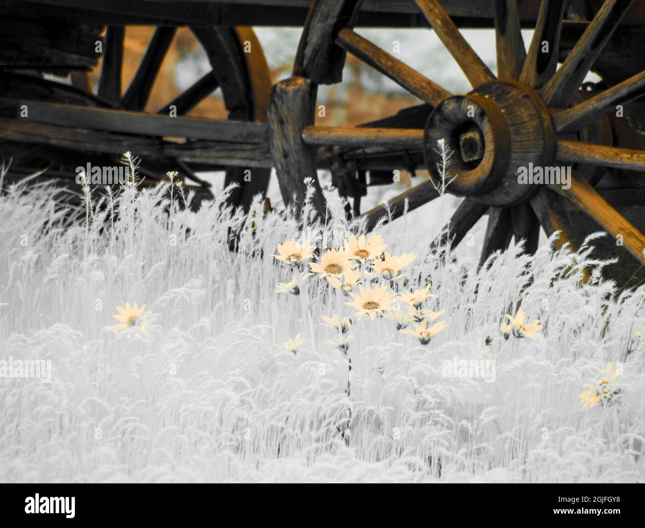 Wagon wheels with Spring wildflowers Stock Photo - Alamy