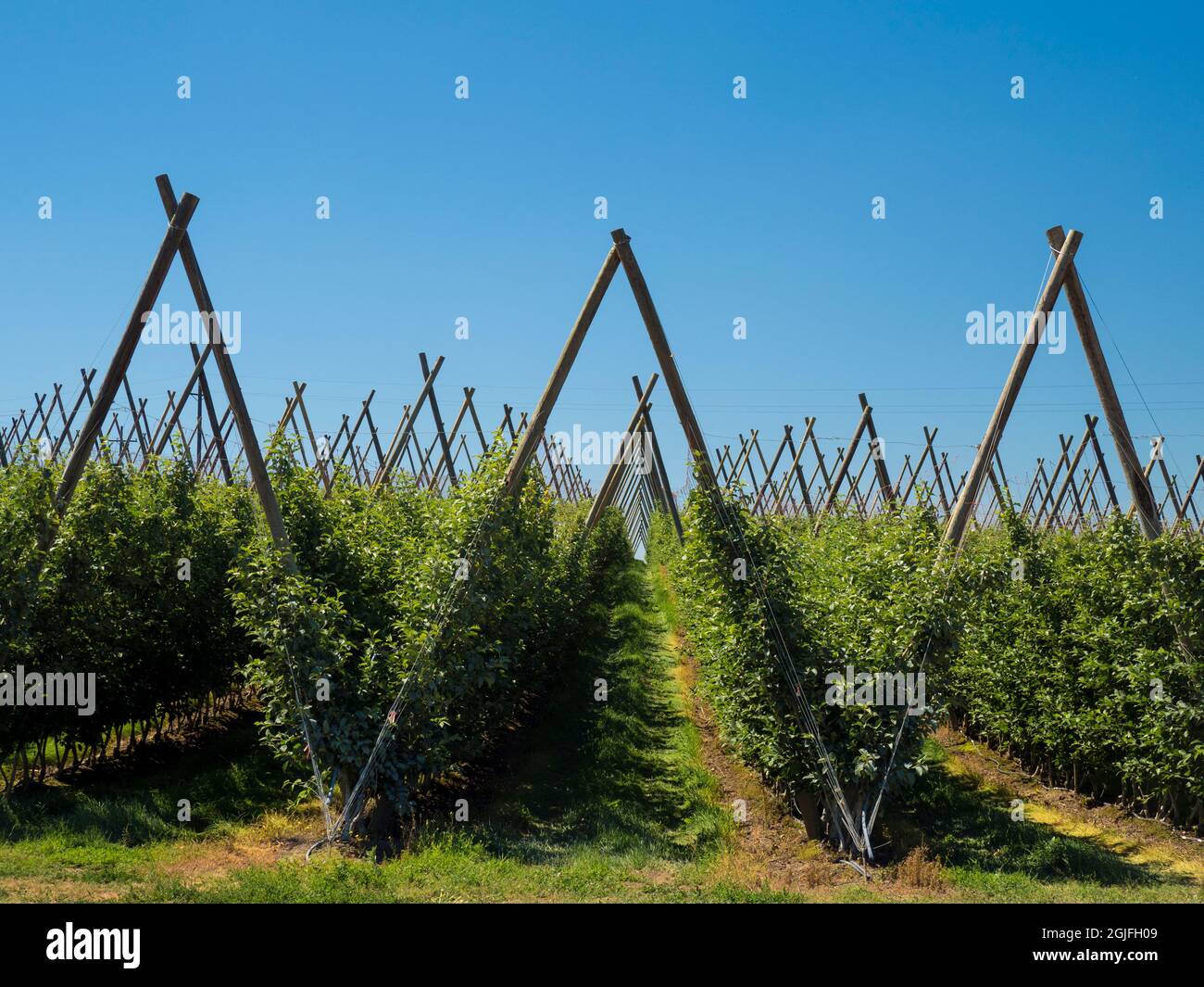 Terry apple hi-res stock photography and images - Alamy