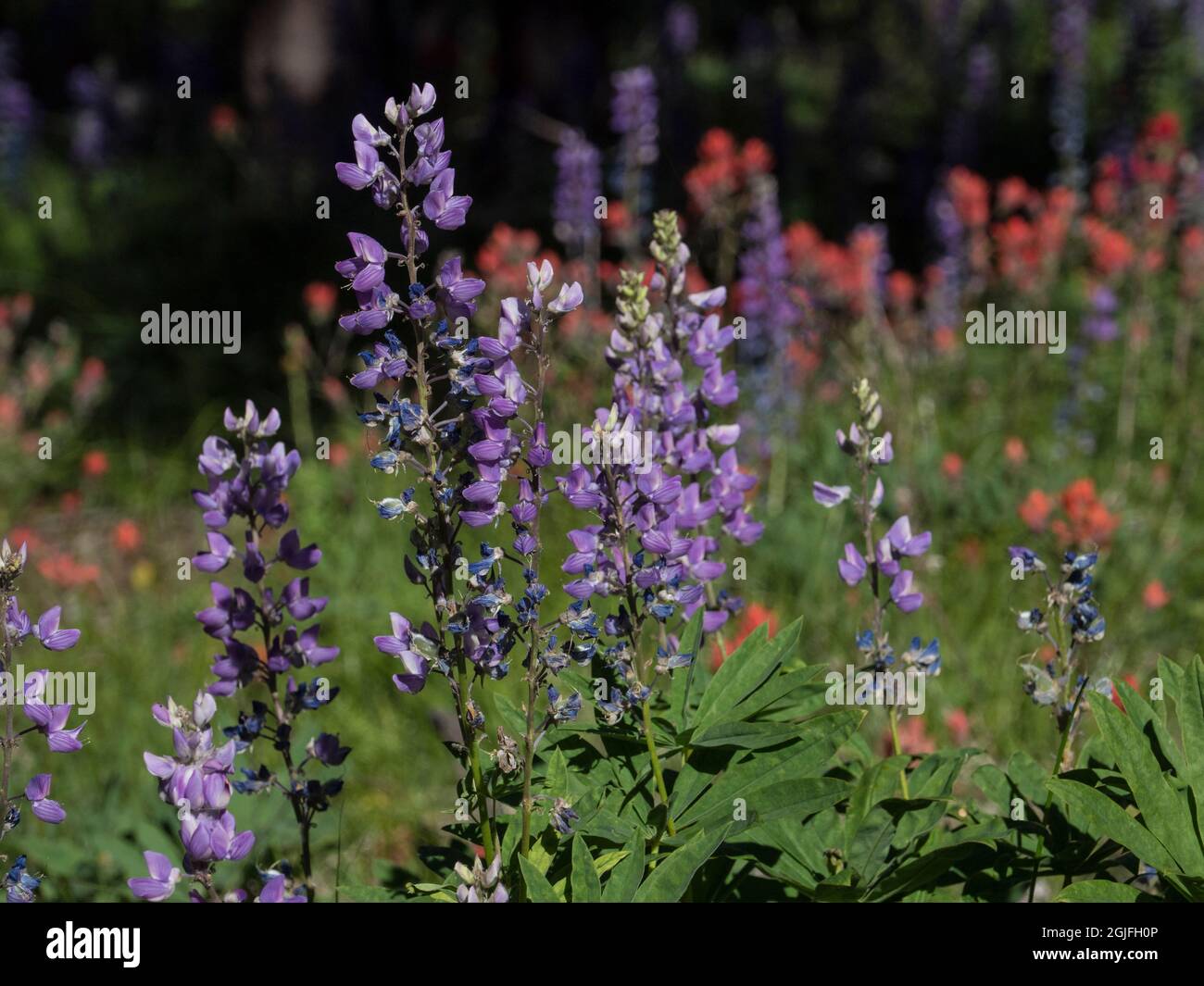 USA, Washington State, Table Mountain, Lupine and paintbrush in Spring ...