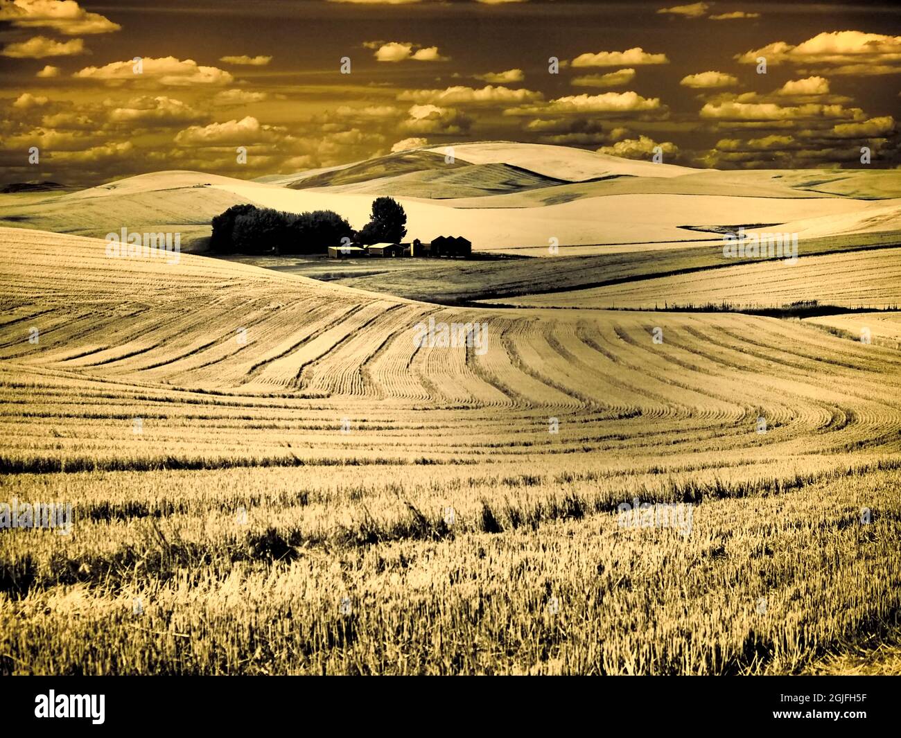 USA, Washington State, Palouse. Wheat fields with harvest tracks Stock ...