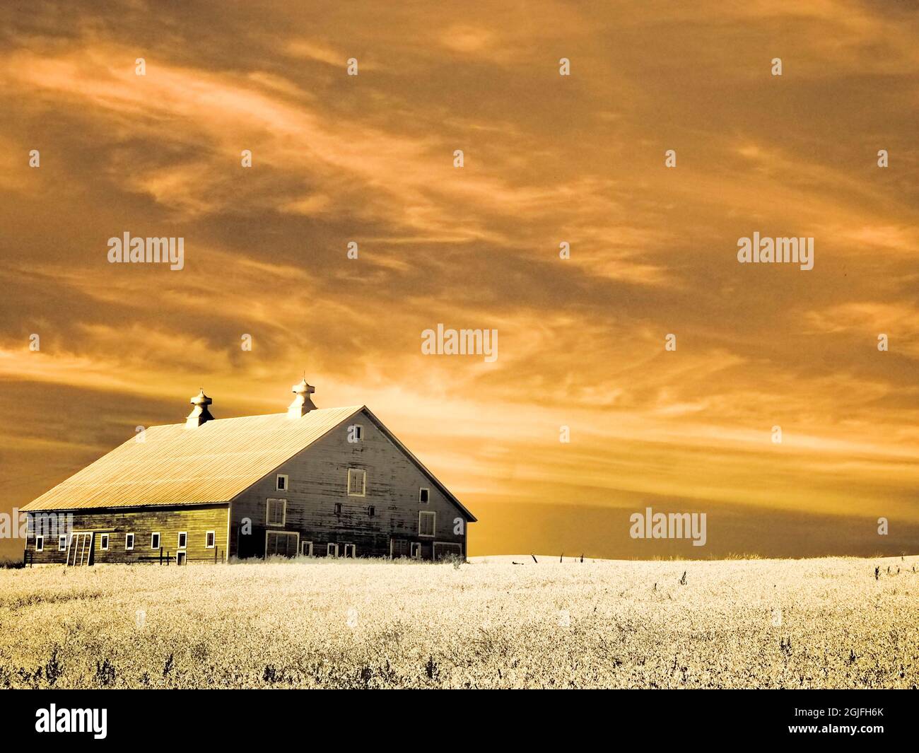 USA, Washington State, Palouse. Old barn in the middle of harvest wheat ...