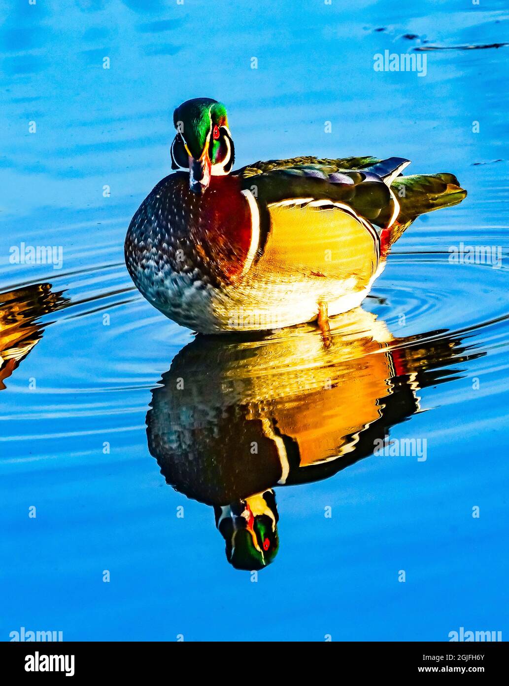 Male Carolina duck, Juanita Bay Park, Kirkland, Washington State Stock ...