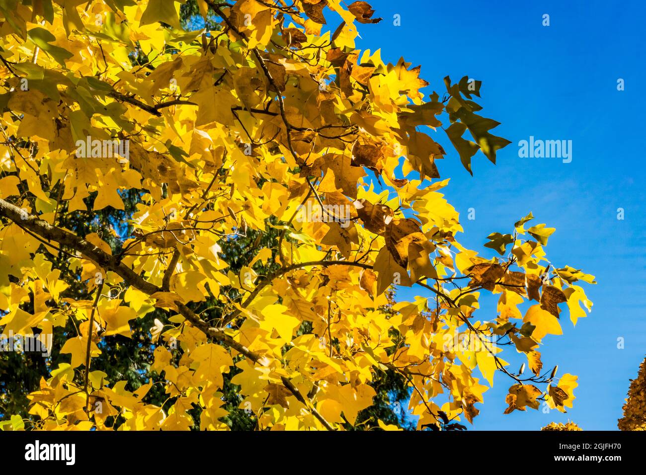 Autumn yellow Leaves Tree blue Sky, Bellevue, Botanical Garden ...
