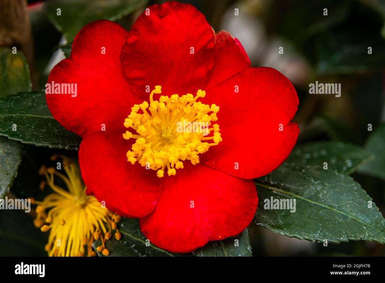 Yuletide camellia hi-res stock photography and images - Alamy