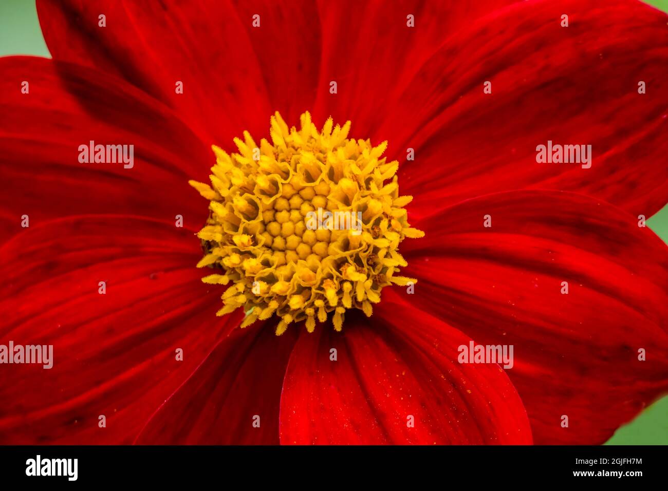 Dwarf baby hi-res stock photography and images - Alamy