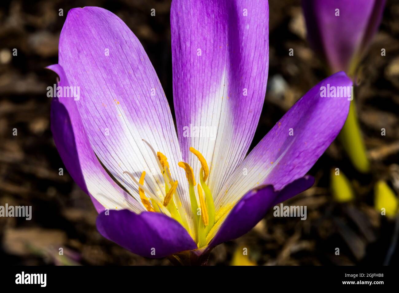 Purple yellow Saffron Crocus Blooming. Autumn crocus, produces saffron ...