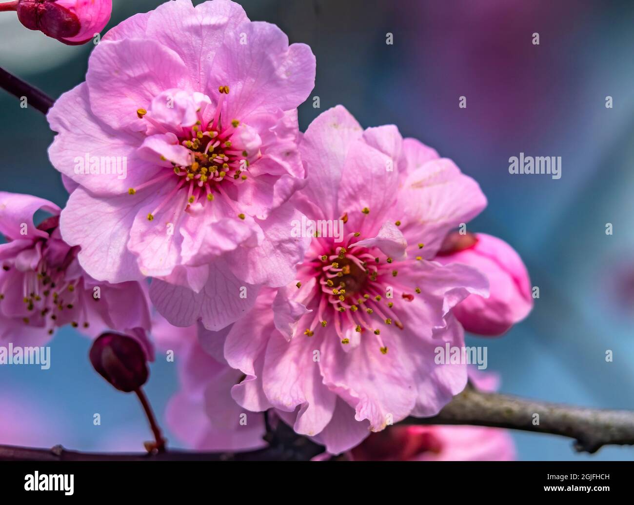 William peach hi-res stock photography and images - Alamy