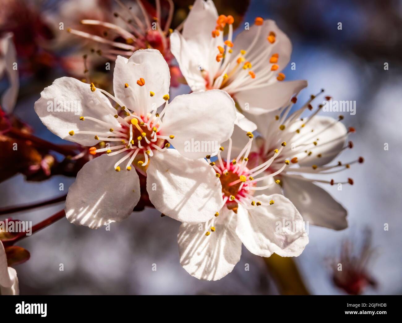 Pink cherry plum flowering fruit tree, Bellevue, Washington State Stock ...