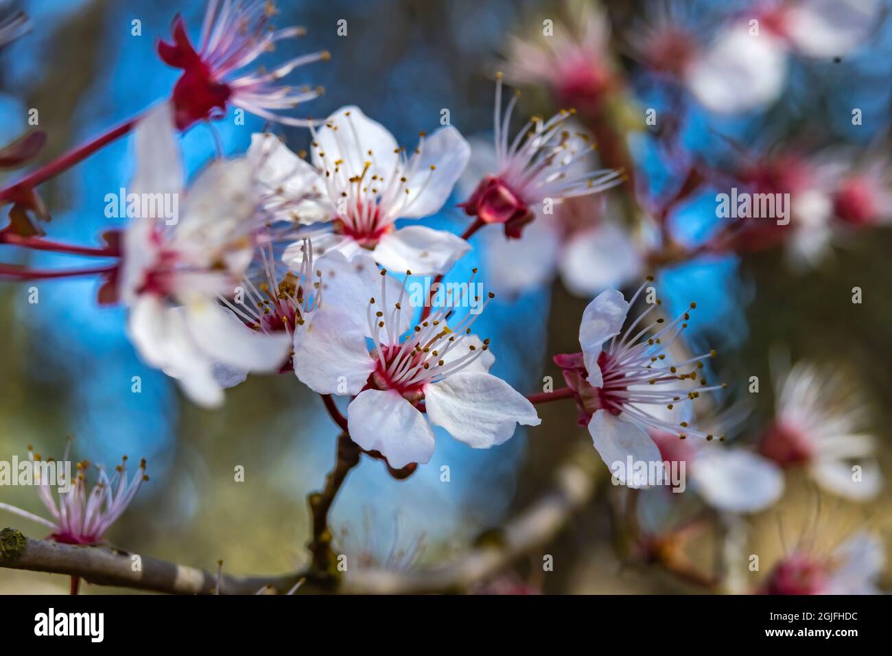 Pink cherry plum flowering fruit tree, Bellevue, Washington State Stock ...