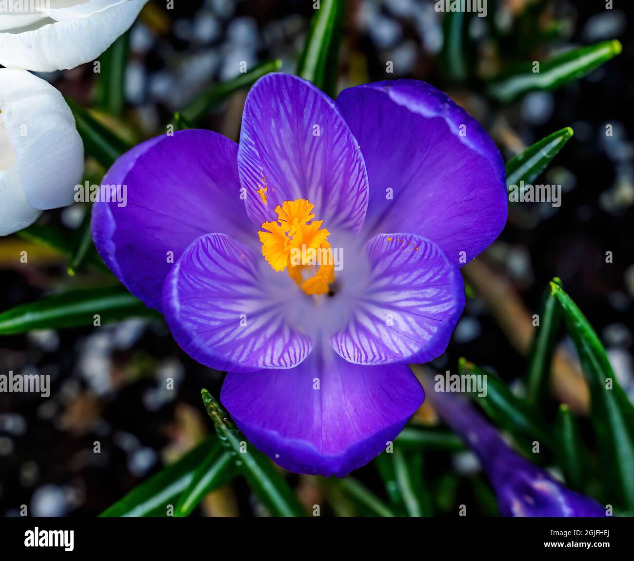 Blue, purple, Crocus blooming, Bellevue, Washington State. First flower ...