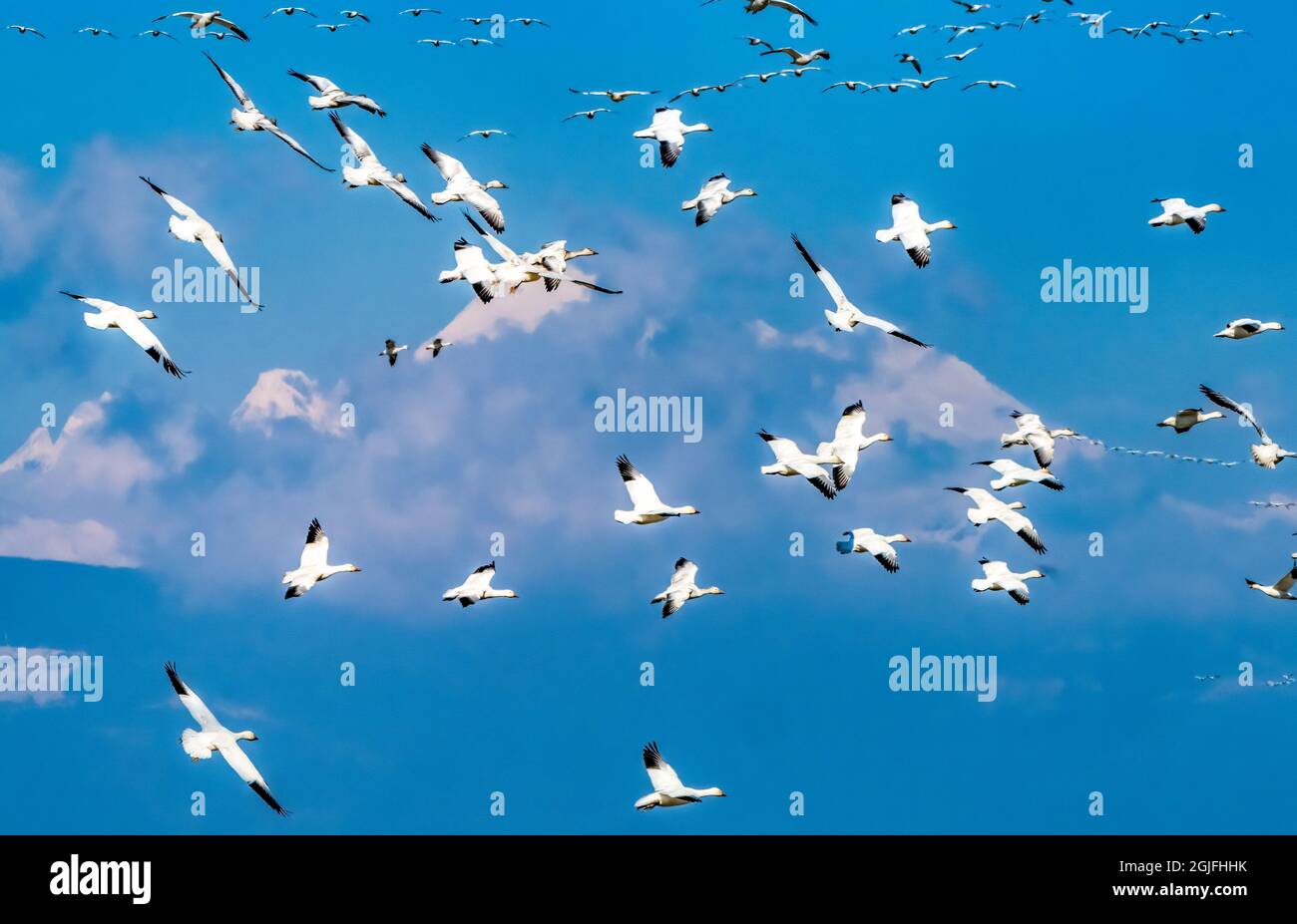 Mount baker washington snow geese hi-res stock photography and images ...