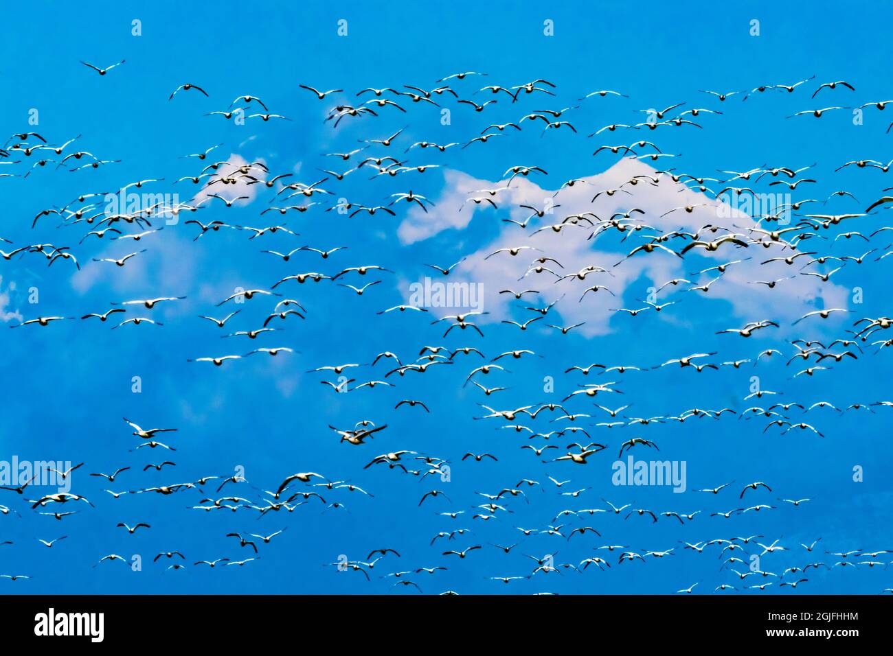 Mount baker washington snow geese hi-res stock photography and images ...
