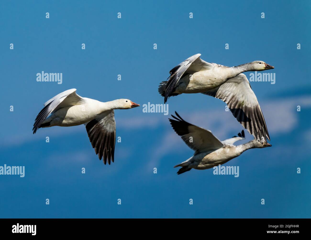 Snow geese flying, Skagit Valley, Washington State Stock Photo - Alamy
