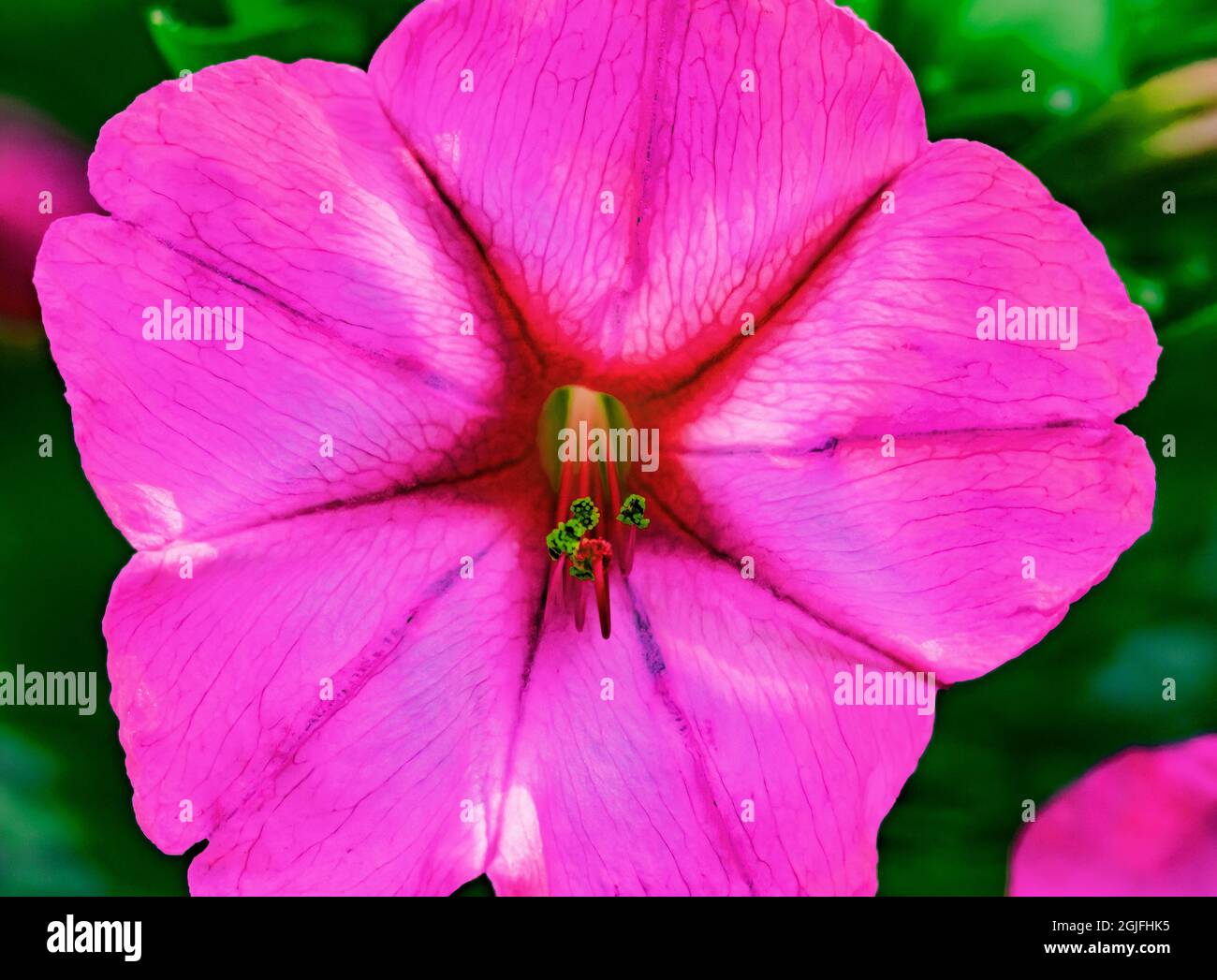 Pink Four O'clock blooming. Blooms in late afternoon to dusk Stock ...