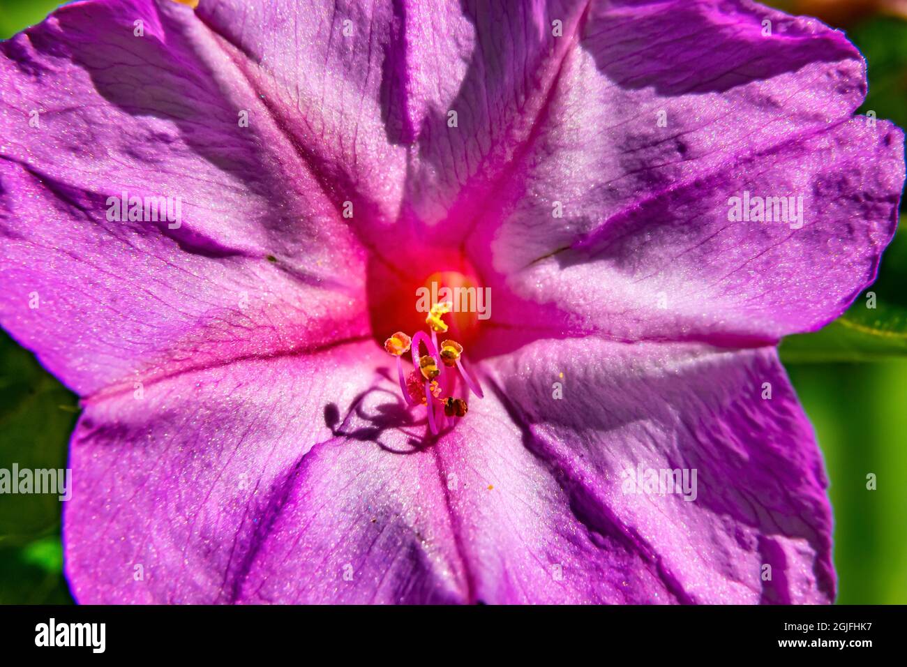 Pink Four O'clock blooming. Blooms in late afternoon to dusk Stock ...