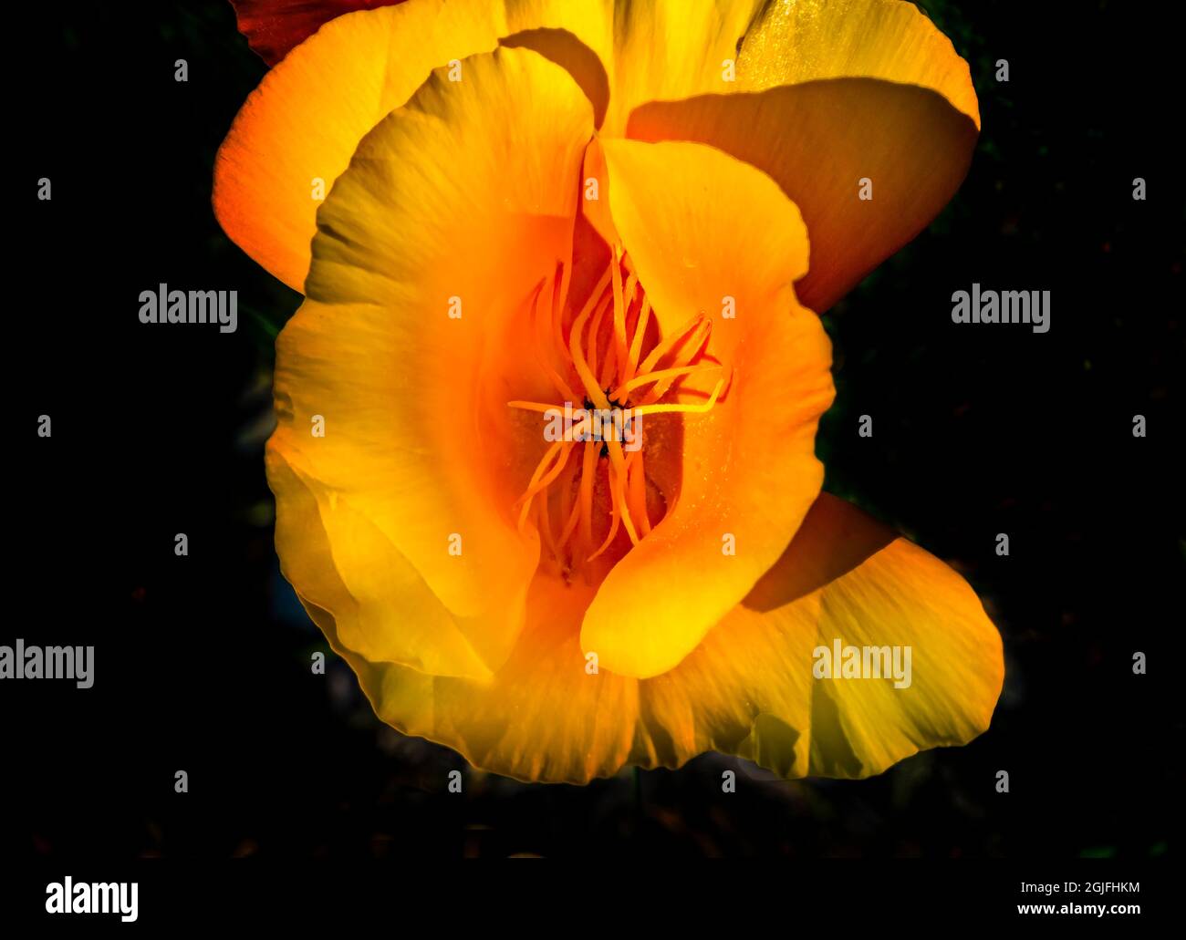 Golden yellow California Poppy blooming. Native and official State ...