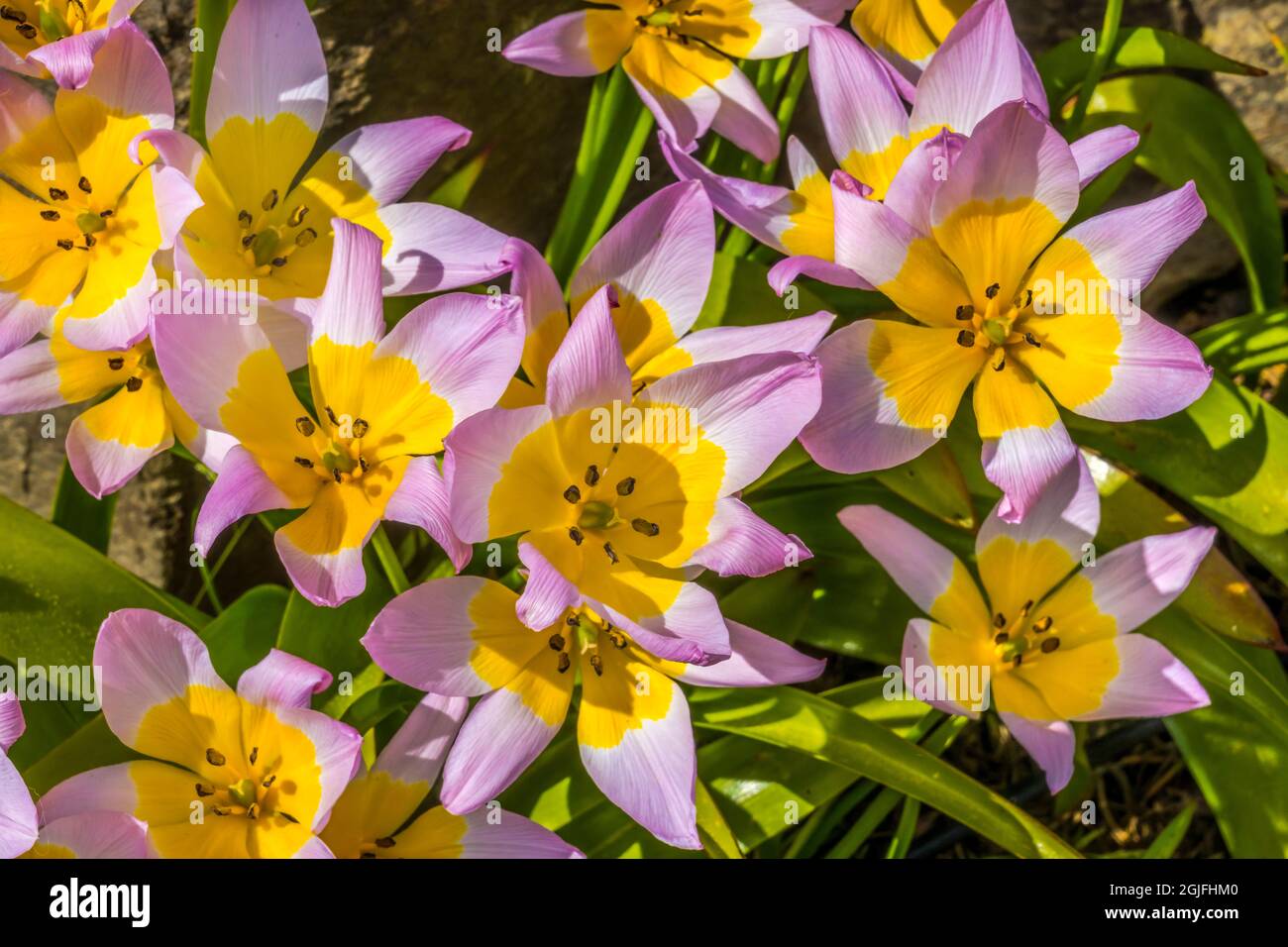 Tulip blooming. Native to Central Asia Stock Photo - Alamy