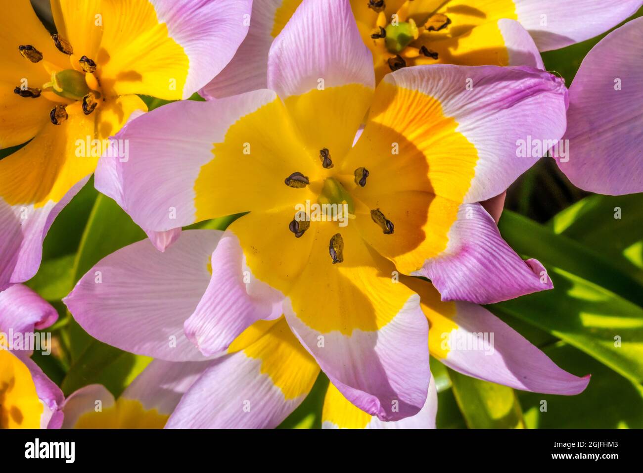 Tulip blooming. Native to Central Asia Stock Photo - Alamy