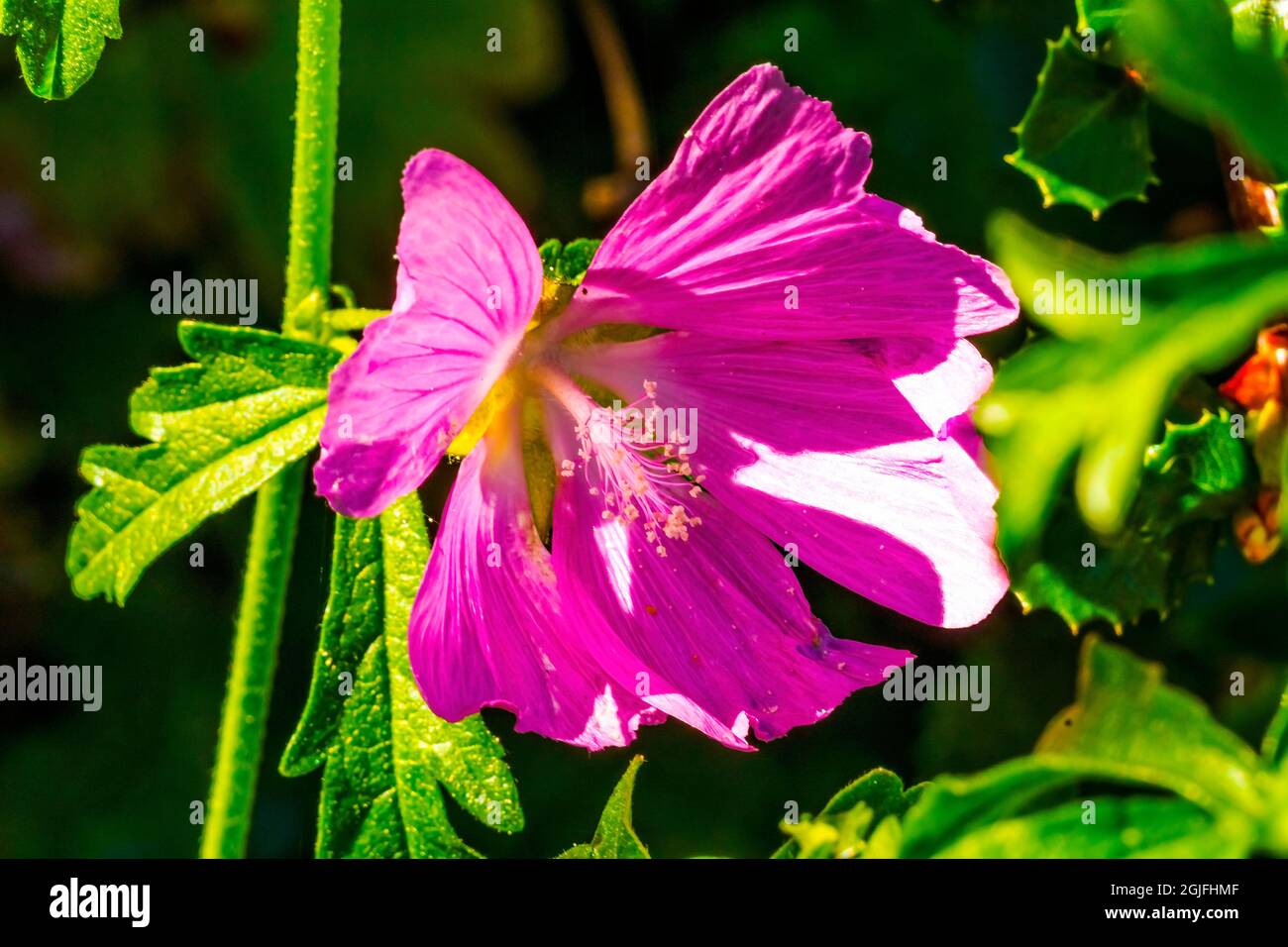 Pink musk mallow hi-res stock photography and images - Alamy