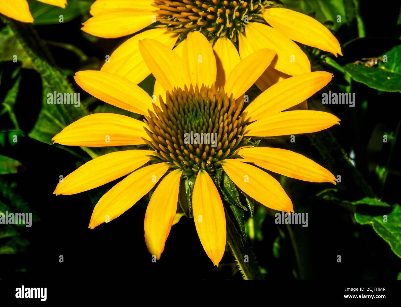 Yellow cut leaf coneflower blooming. Native to North America Stock ...