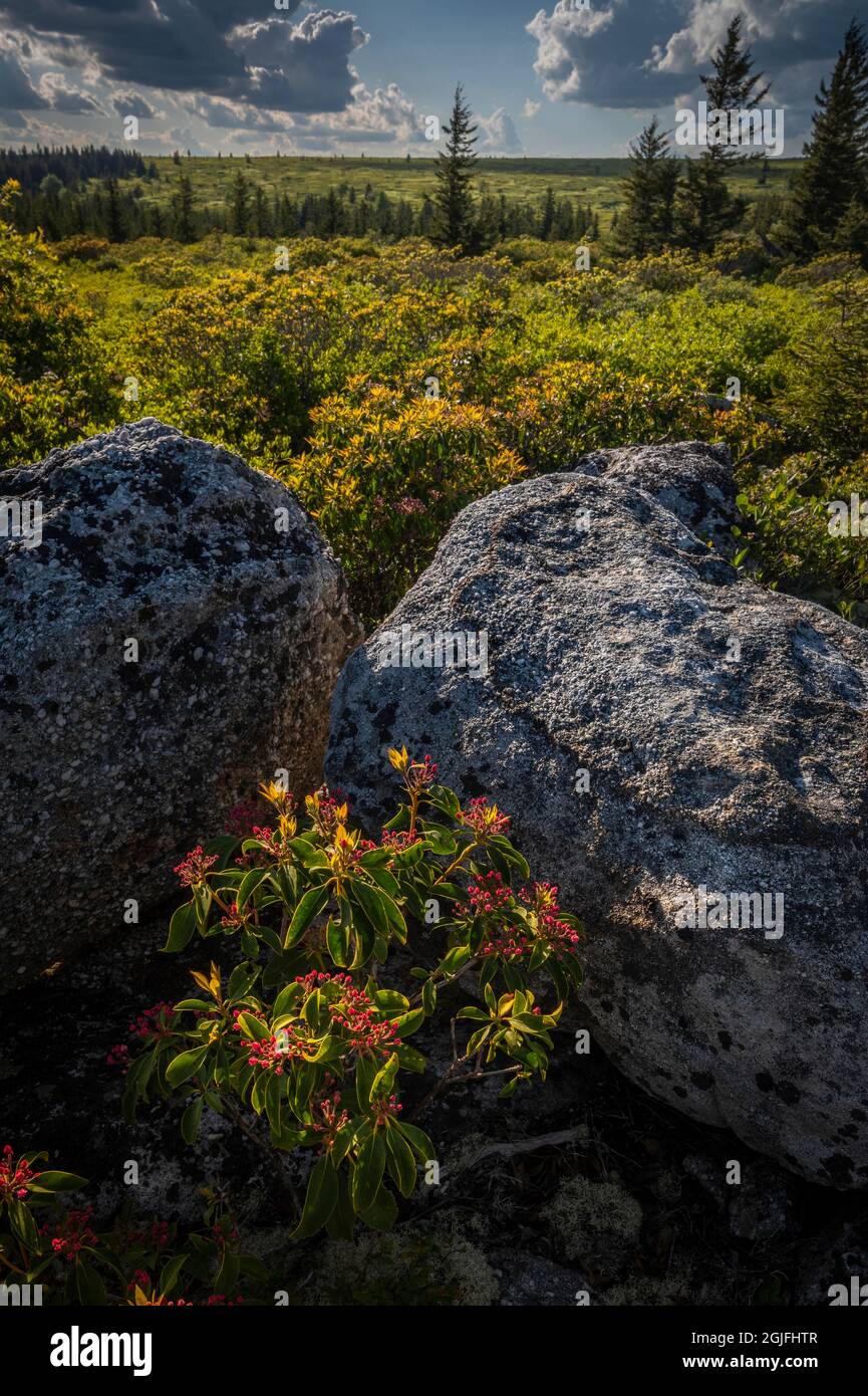 USA, West Virginia, Dolly Sods Wilderness Area. Landscape with red ...