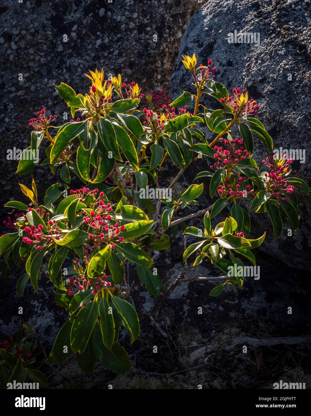 USA, West Virginia, Dolly Sods Wilderness Area. Red flowering gum tree ...