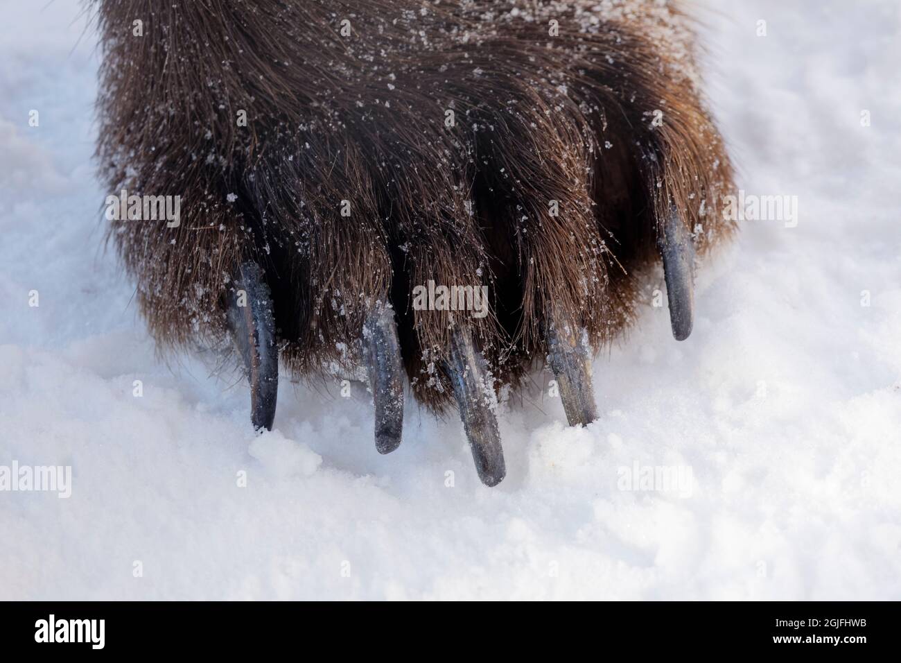 Grizzly bear paw in winter Stock Photo - Alamy
