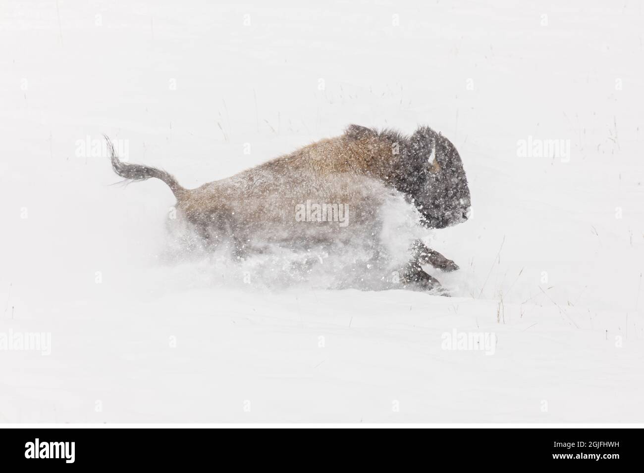 Bison and snow and running hi-res stock photography and images - Alamy