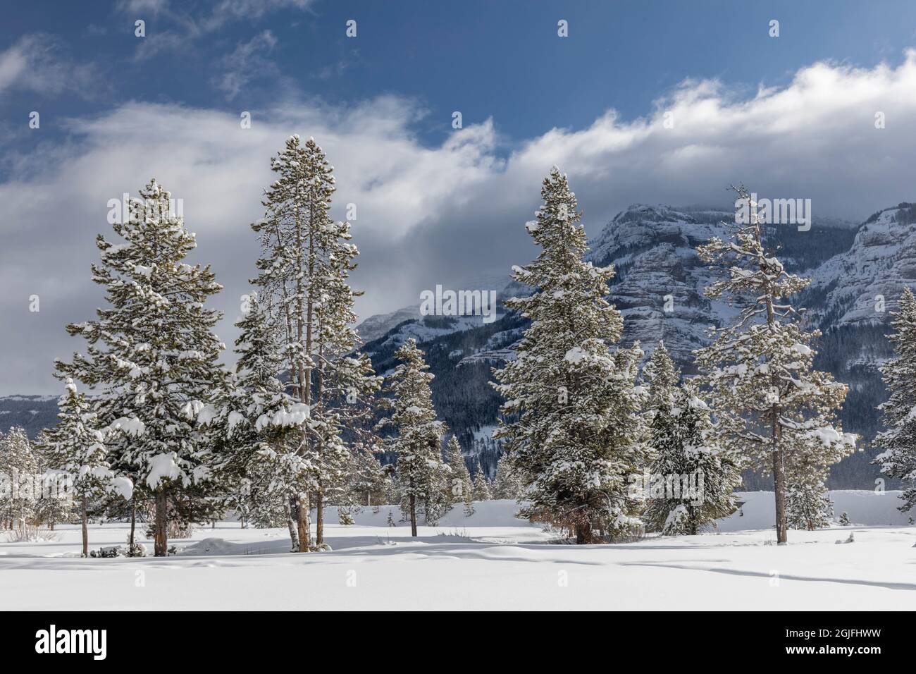 Winter snow scene, Lamar Valley, Yellowstone National Park, Wyoming ...