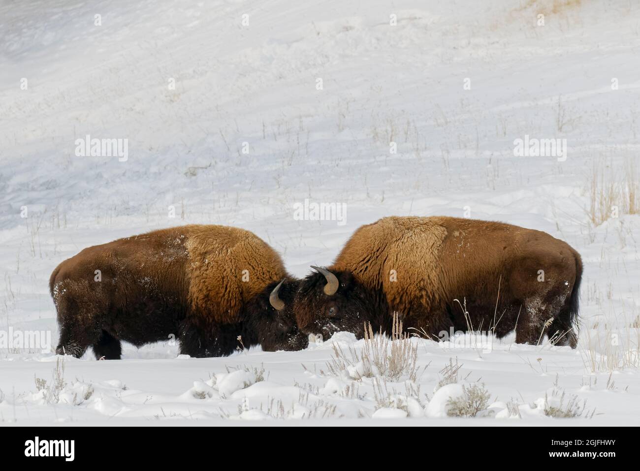 Butting heads hi-res stock photography and images - Alamy
