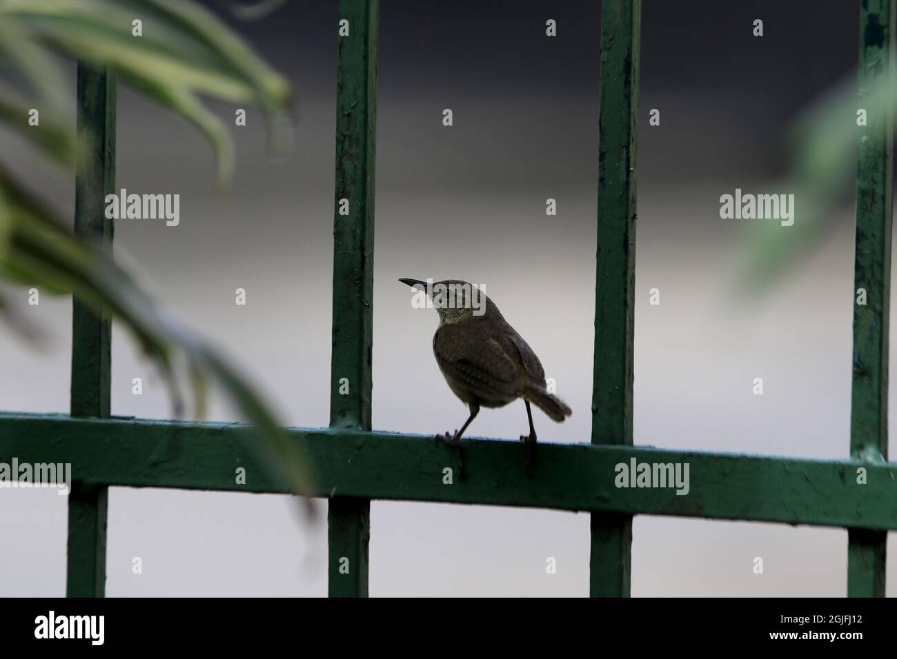September 9, 2021: September 09, 2021. The tropical bird Common ...