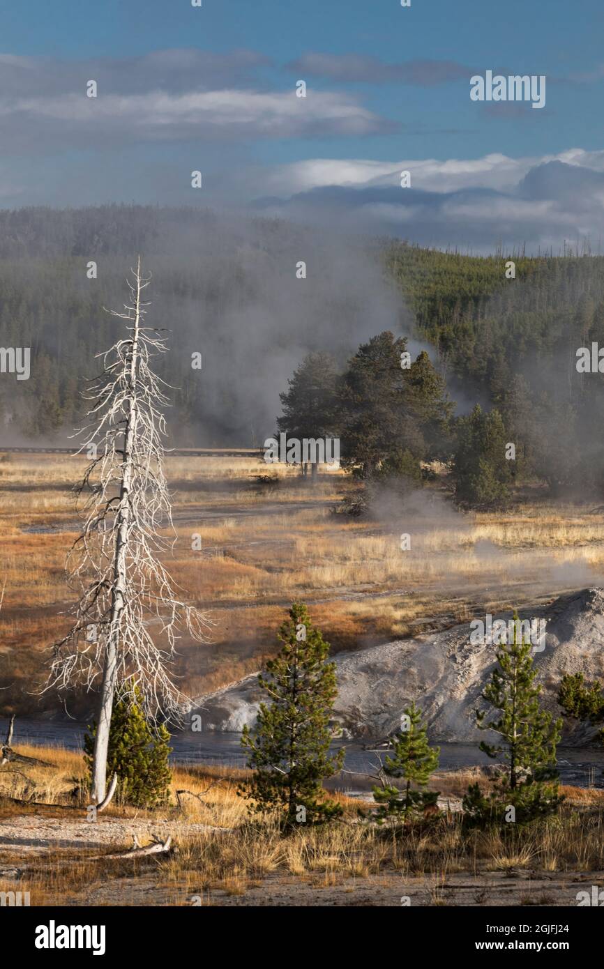 Calcified tree hi-res stock photography and images - Alamy