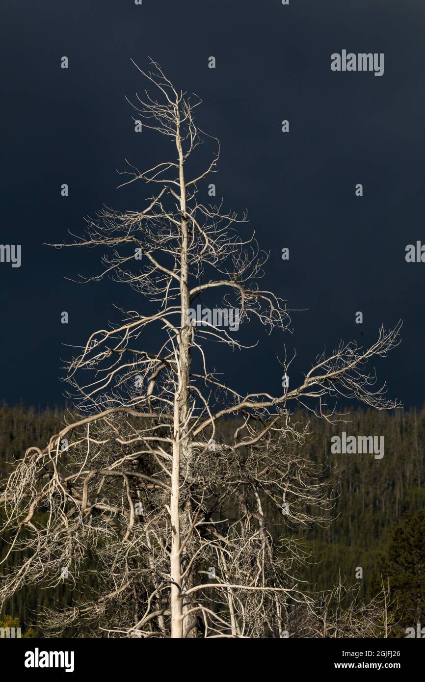 Calcified tree hi-res stock photography and images - Alamy