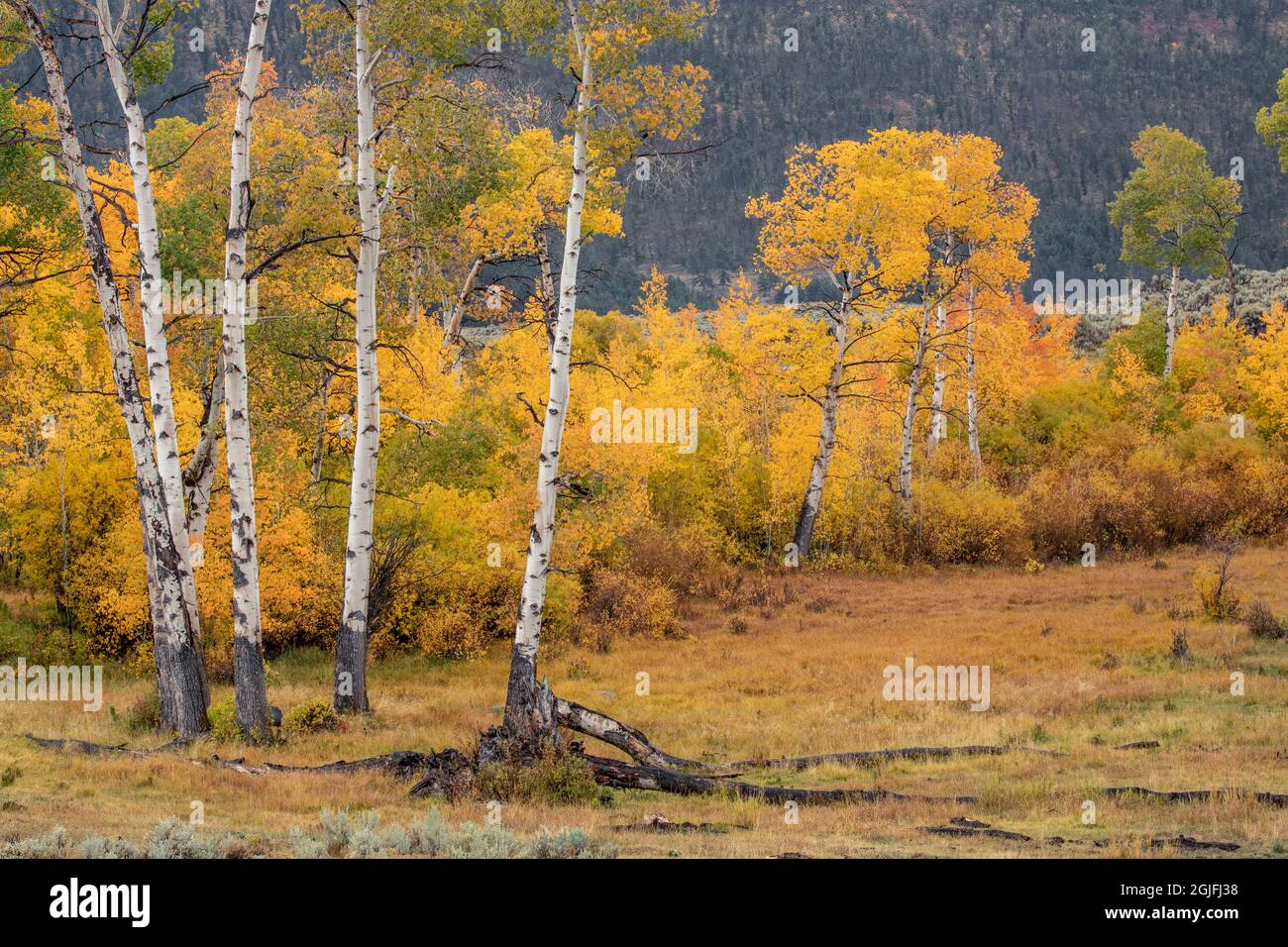Aspen trees yellowstone hi-res stock photography and images - Alamy