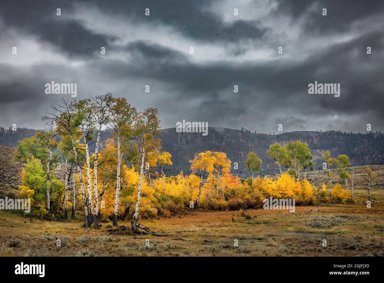 Aspen trees yellowstone hi-res stock photography and images - Alamy