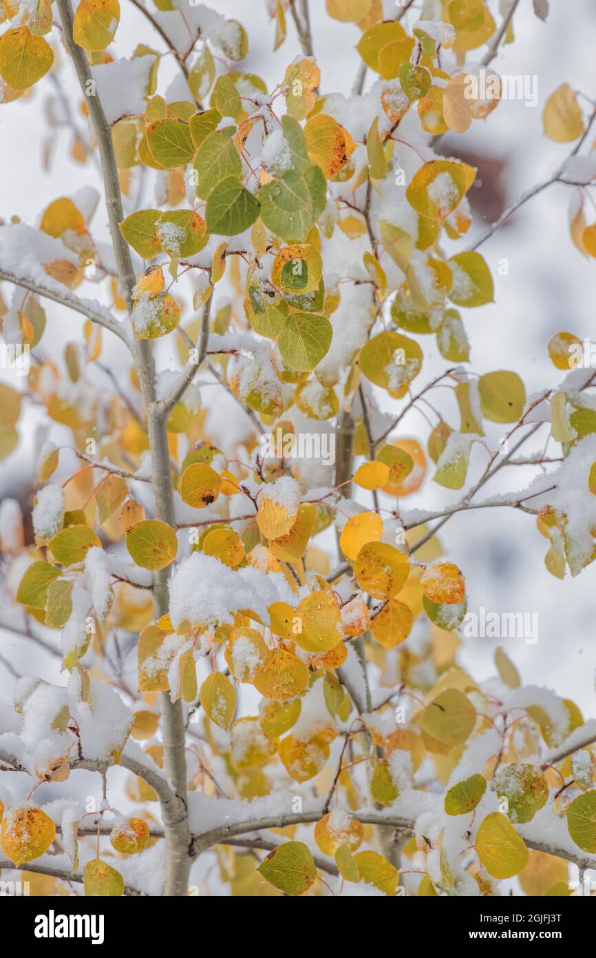 Small aspen tree hi-res stock photography and images - Alamy