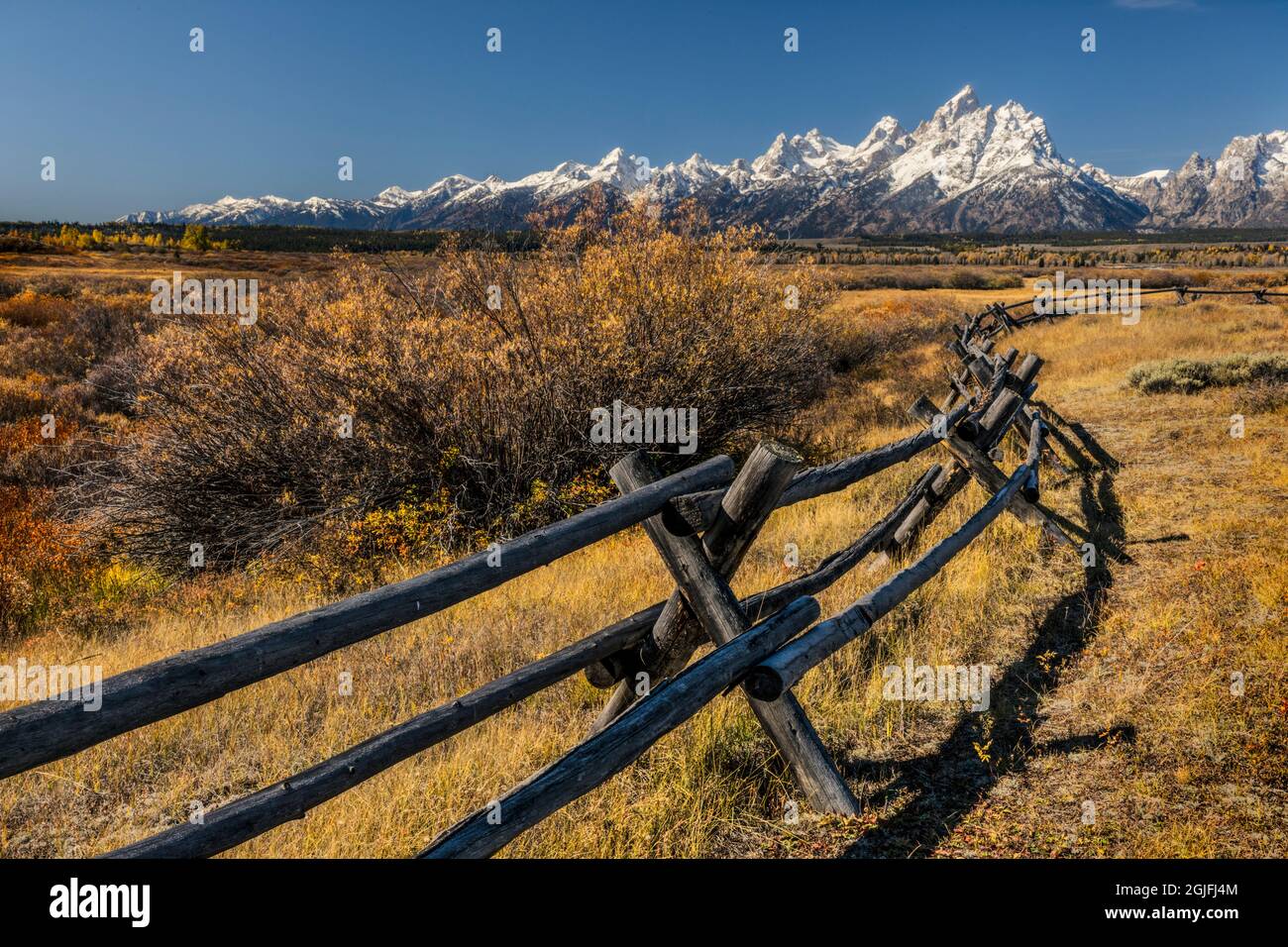 Autumn willows and rail fence and Teton range, Grand Teton National ...