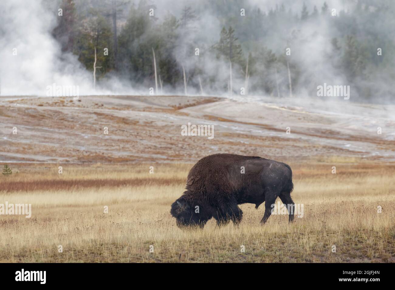 American Bison grazing and steaming hot spring, Yellowstone National ...