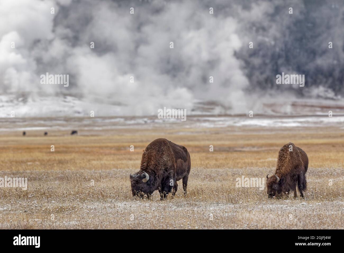 American Bison in meadow with light dusting of snow, Yellowstone ...
