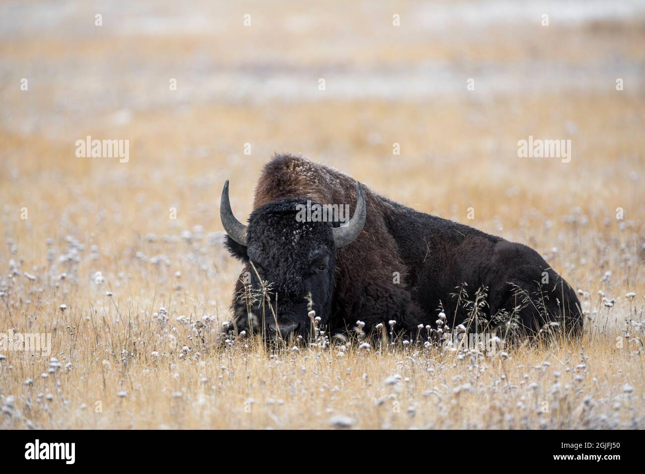 American Bison in meadow with light dusting of snow, Yellowstone ...