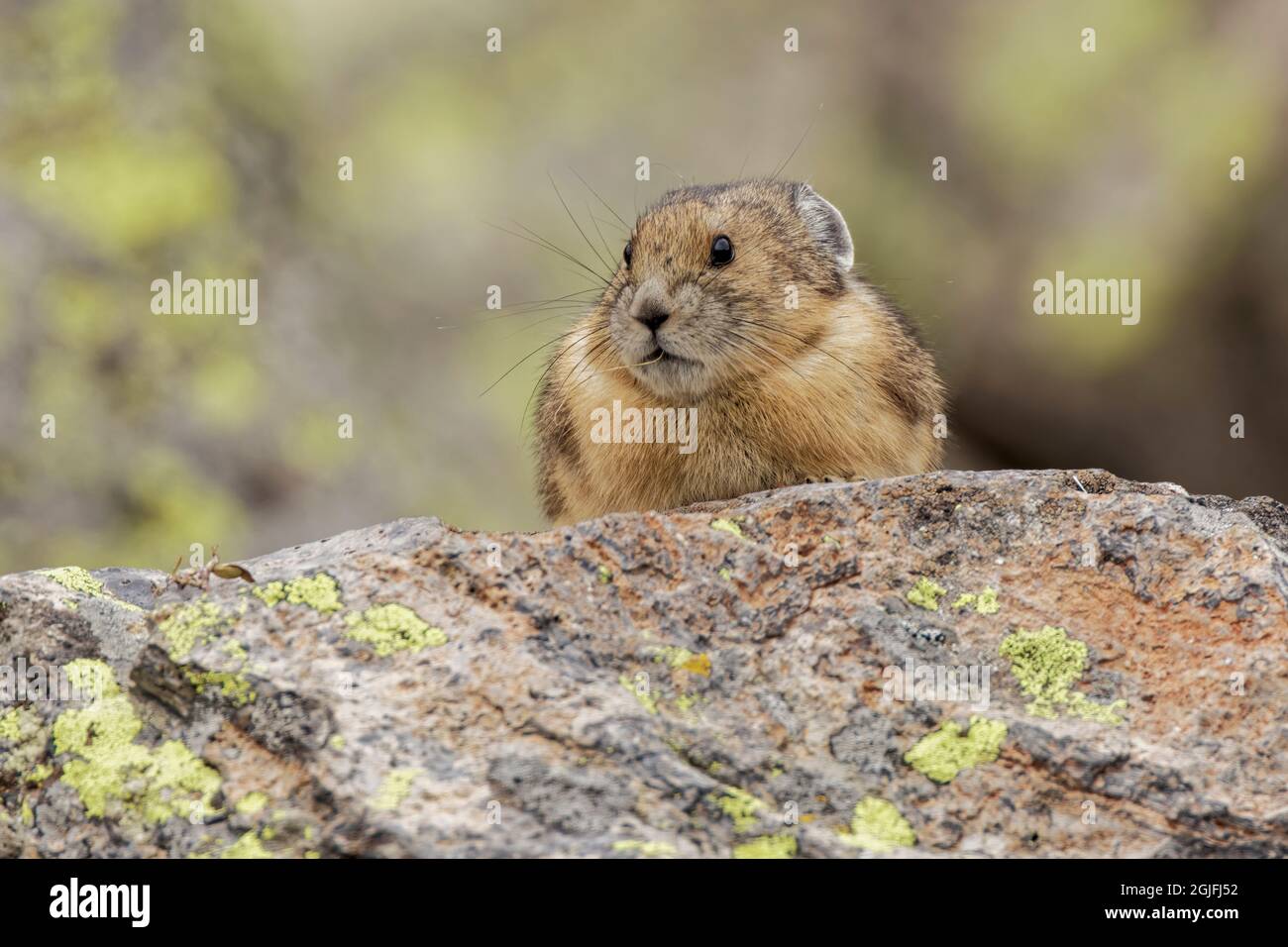Pika yellowstone national park hi-res stock photography and images - Alamy