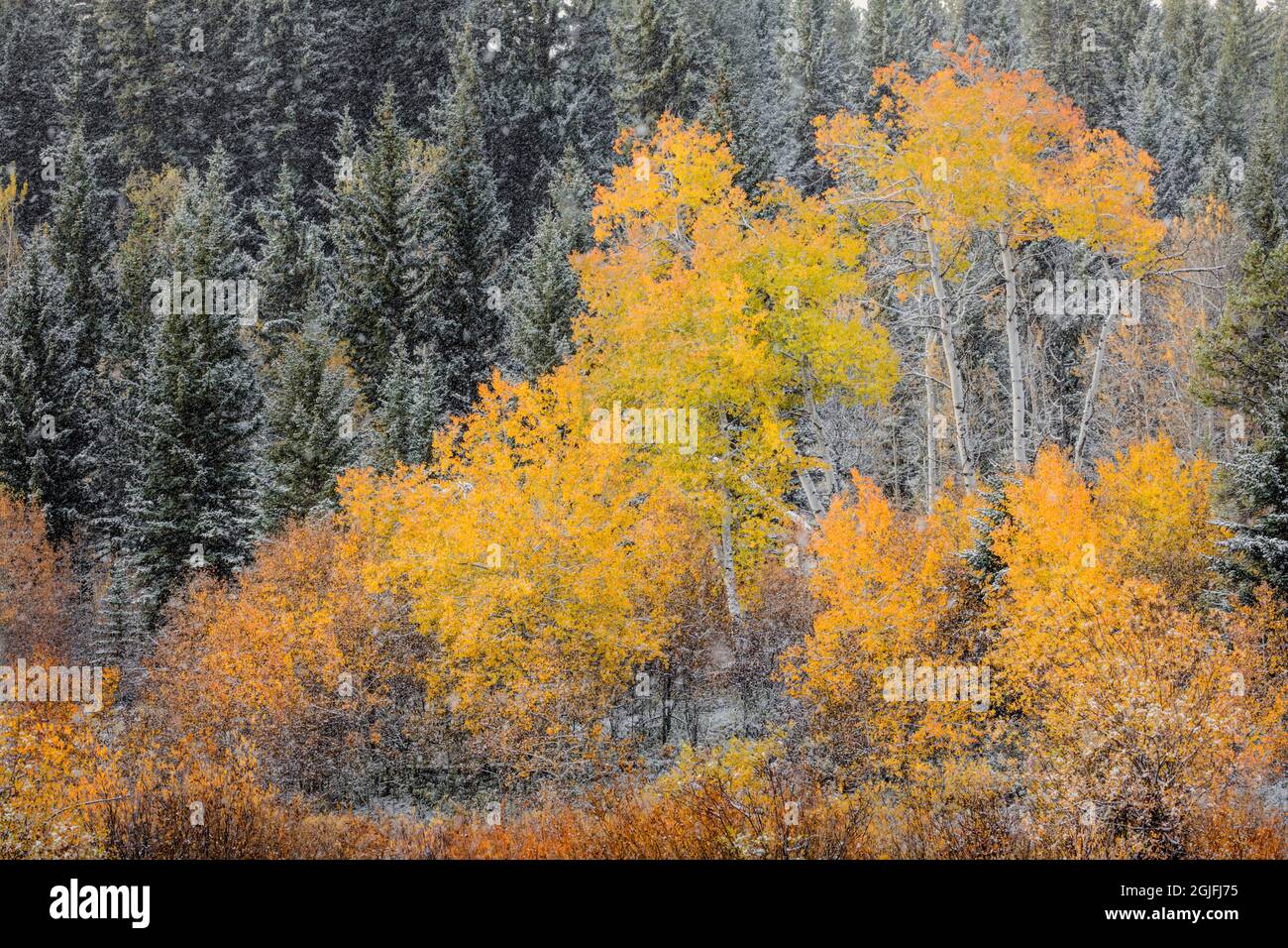 Autumn aspen gold colors and early snowfall, Grand Teton National Park ...