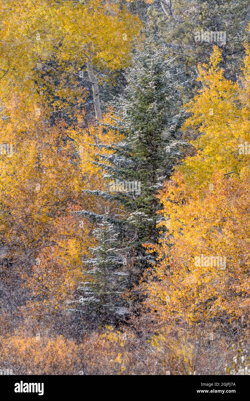 Autumn aspen gold colors and early snowfall, Grand Teton National Park ...